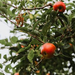 Pinova Apfel – 24h Hofladen Knoblauch